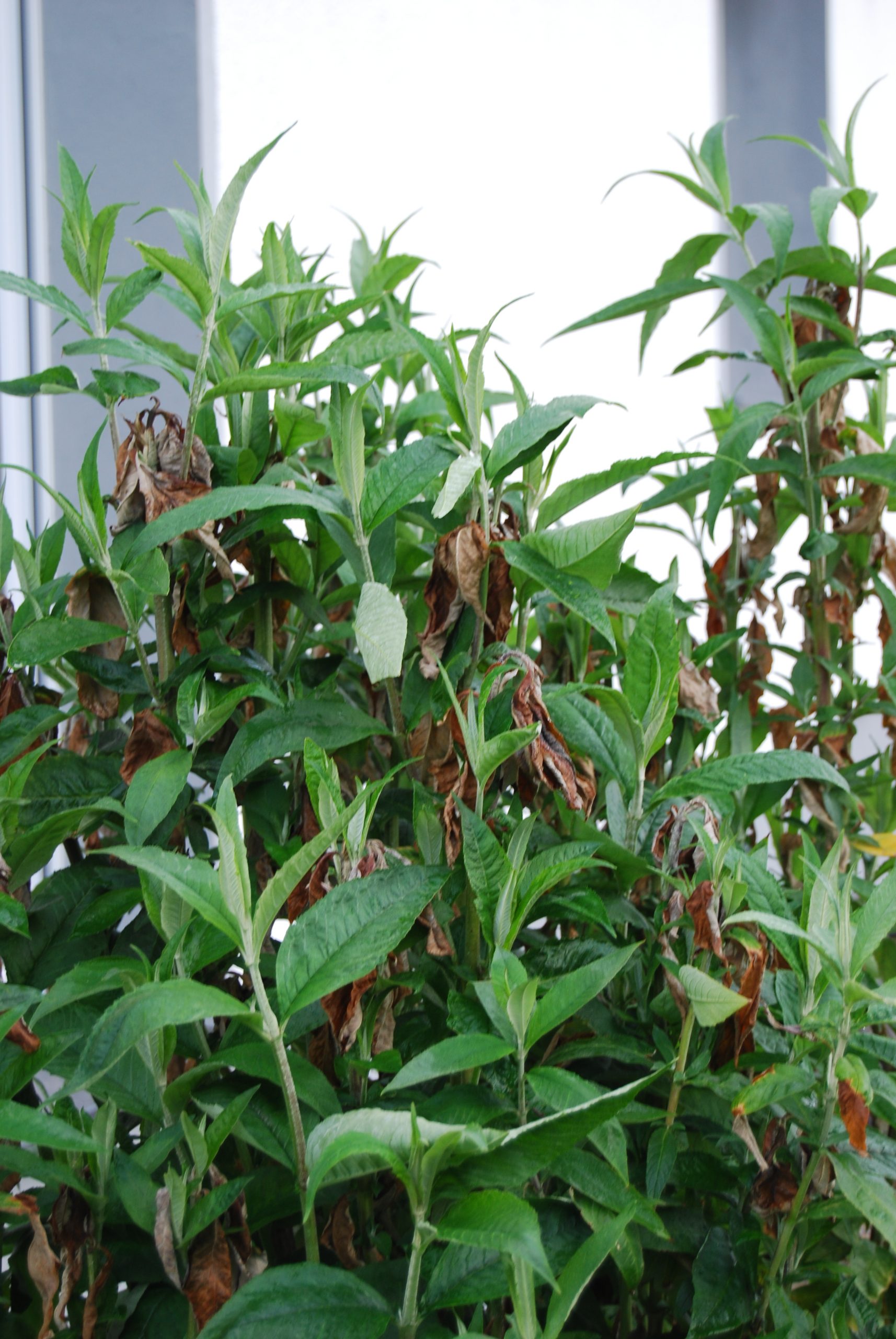 Sommerflieder erforen – Erste Hilfe – und was Sie bloß nicht tun ...